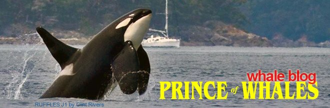 Prince of Whales blog: Ocean Magic Wildlife Adventure. June 3 3:30pm