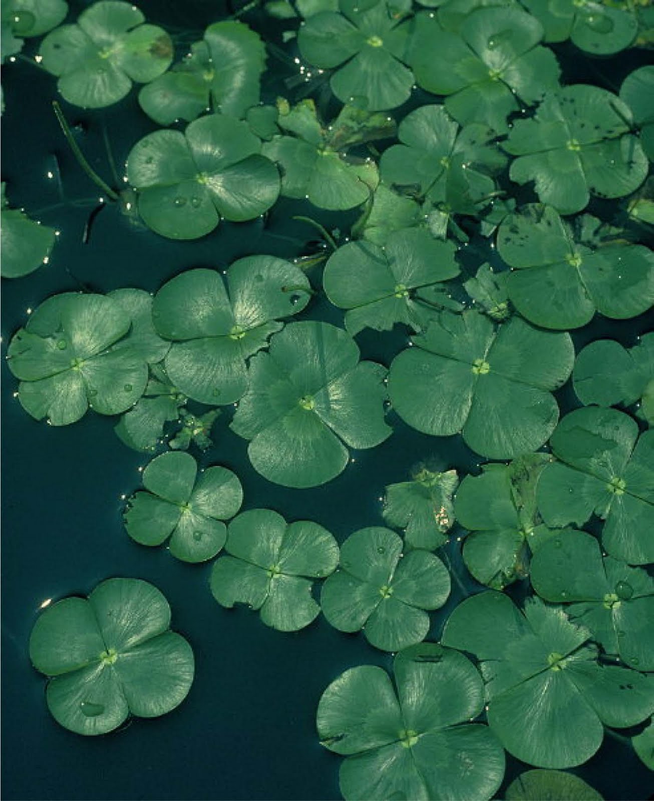 Beechwood Landscape Architecture and Construction: Jun 8, 2010