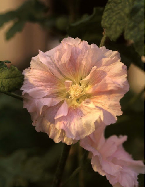 Beechwood Landscape Architecture and Construction: Day Of The Hollyhock