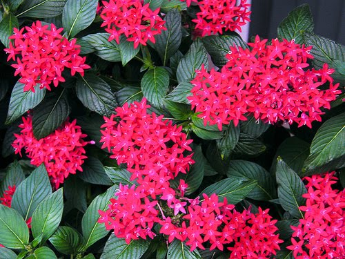 Beechwood Landscape Architecture and Construction: 'Ruby Glow' Egyptian ...