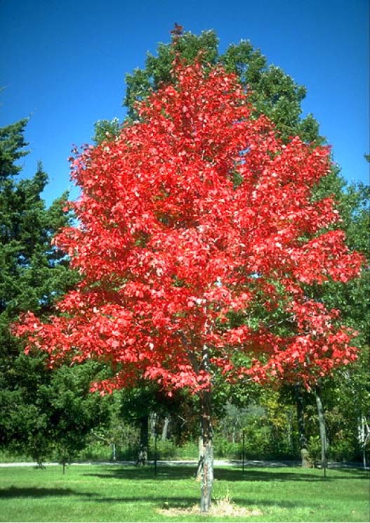 Beechwood Landscape Architecture and Construction: Freeman Maple ...