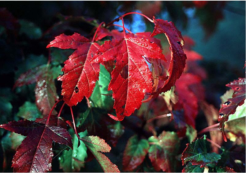 Beechwood Landscape Architecture and Construction: Amur Maple Featured ...