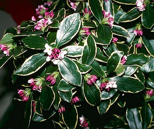 Beechwood Landscape Architecture and Construction: Winter Daphne ...