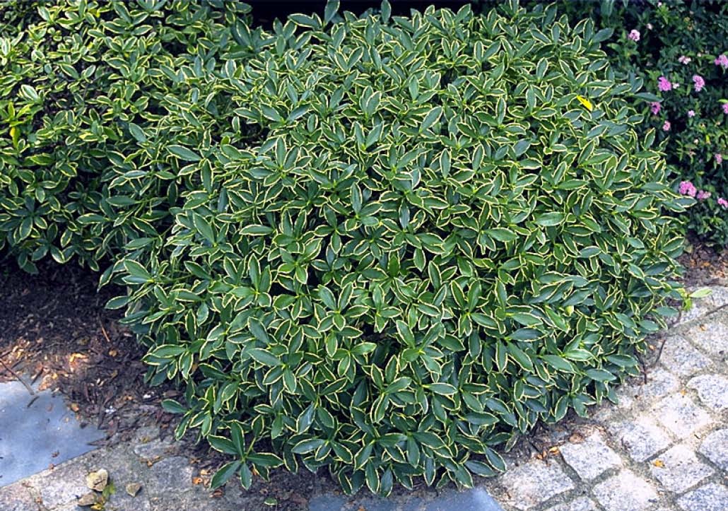 Beechwood Landscape Architecture and Construction: Winter Daphne ...