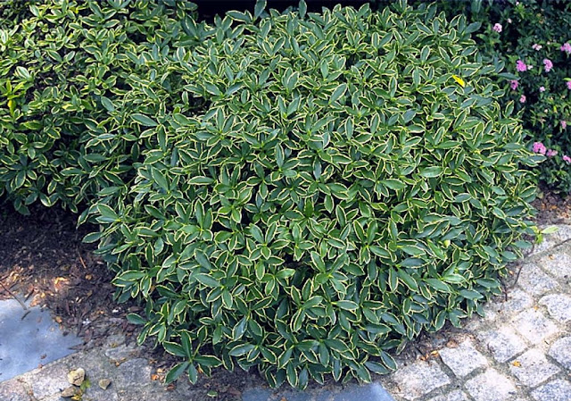 Beechwood Landscape Architecture and Construction: Winter Daphne ...