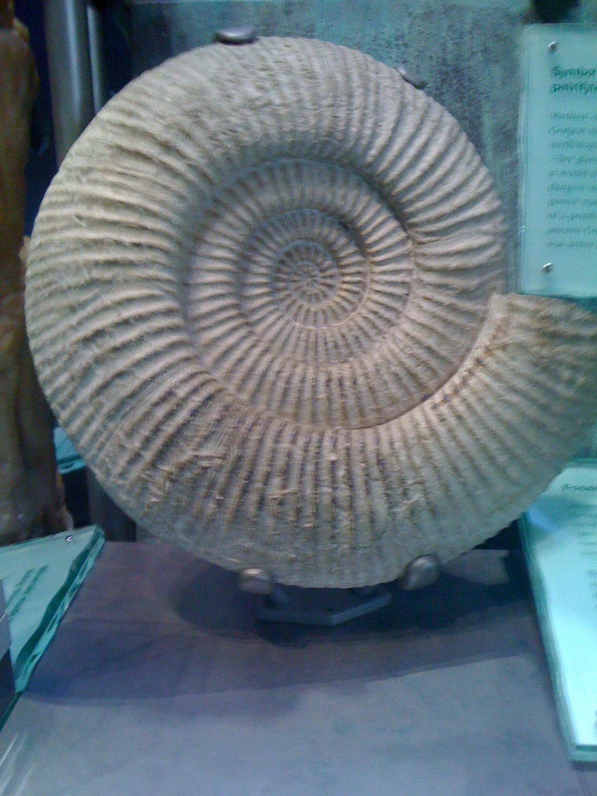 Murf - more than meets the eye!: She Sells Seashells On The Seashore...