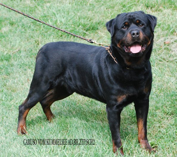 Real Rottweilers
