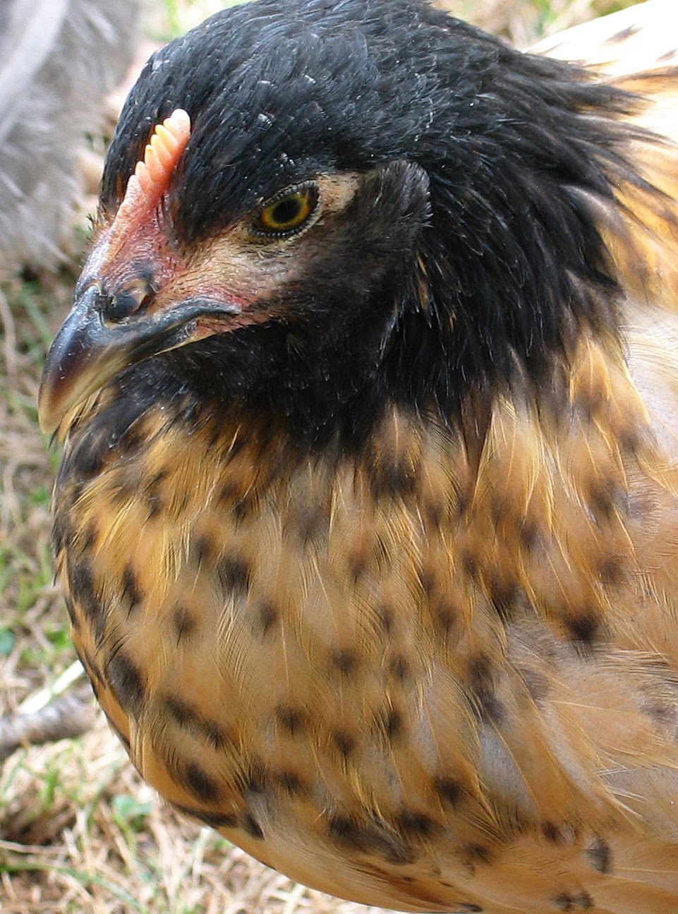 Losing Our Shirts, Keeping The Farm: Pretty Chickens