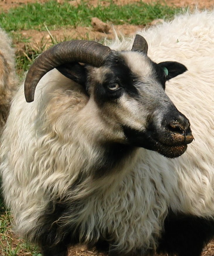 Losing Our Shirts, Keeping The Farm: Pretty Sheep