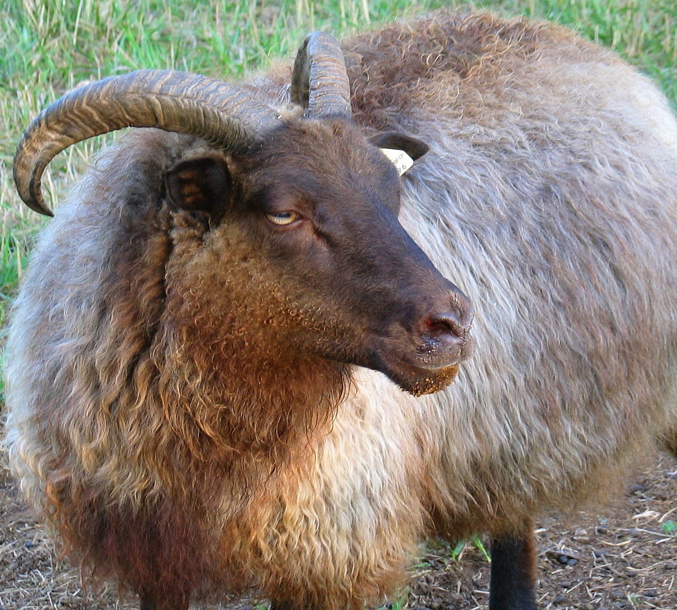 Losing Our Shirts, Keeping The Farm: Pretty Sheep