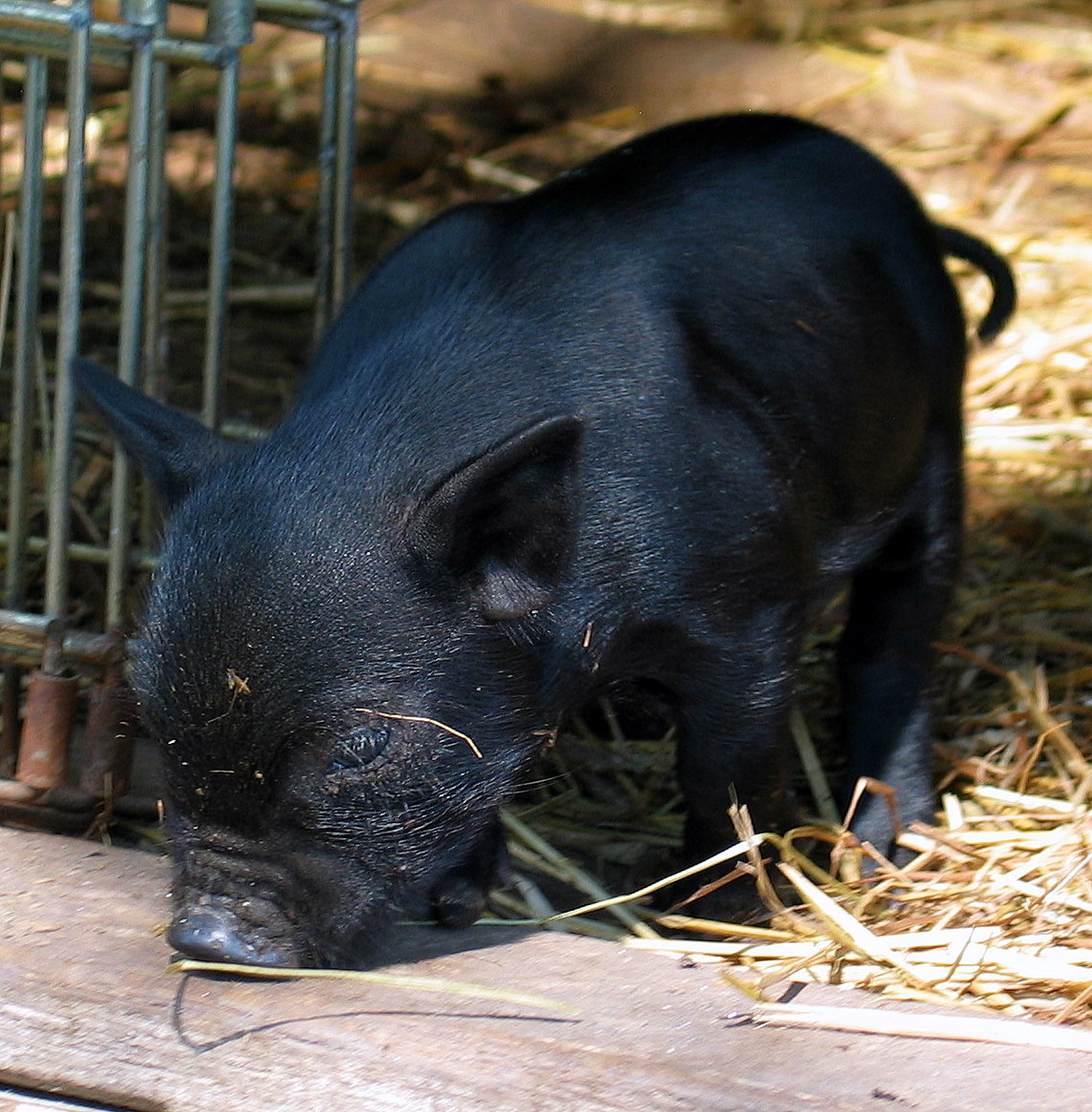 Losing Our Shirts, Keeping The Farm: Piglets: One Week Old Today!