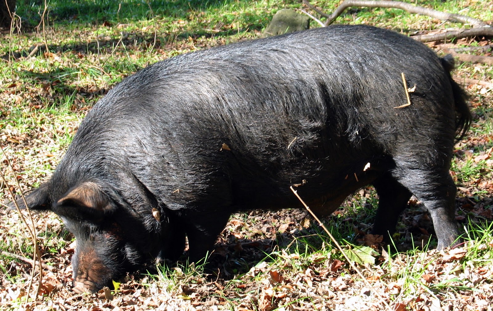 Losing Our Shirts, Keeping The Farm: It's a Pig's Life