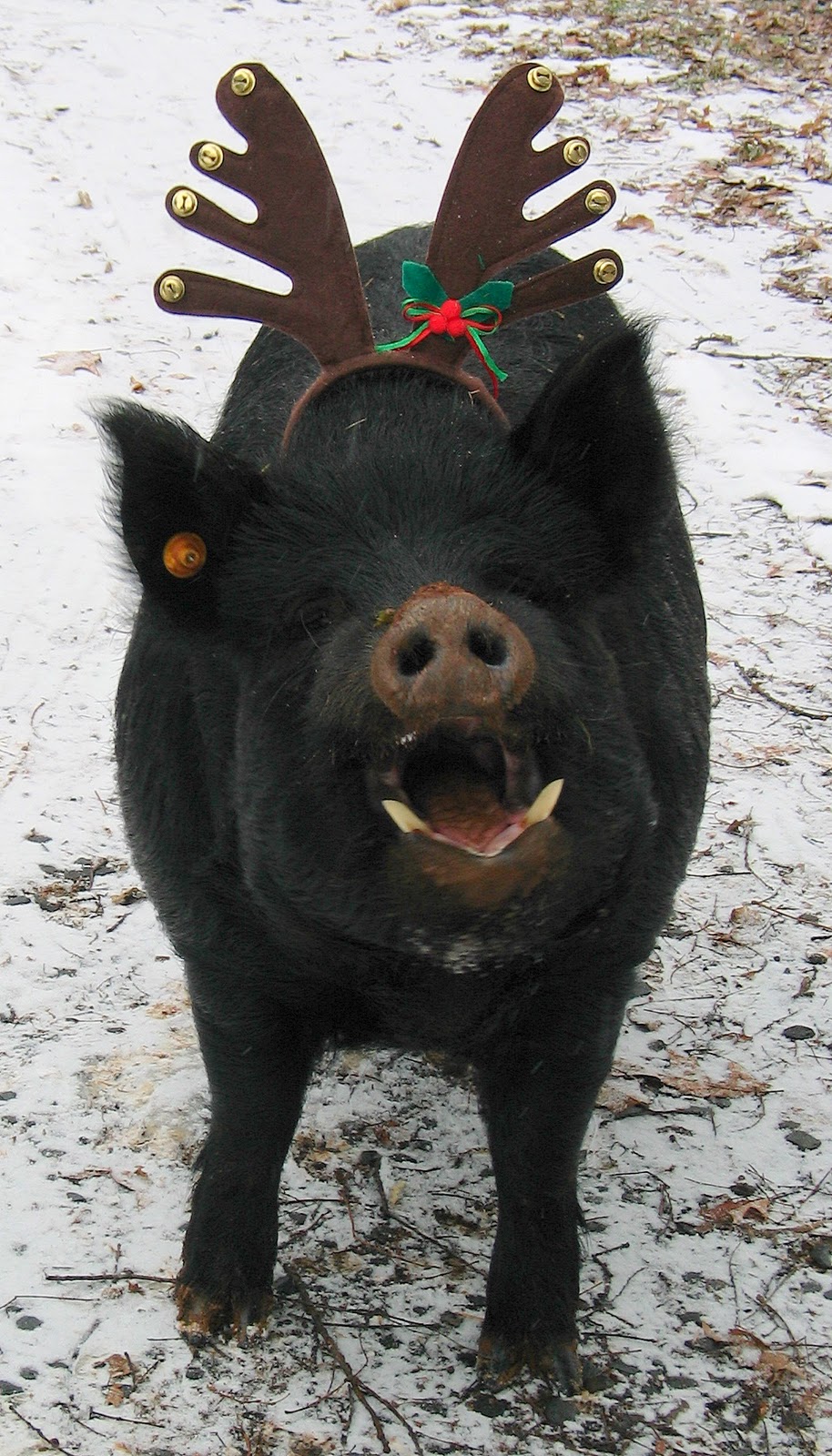 Losing Our Shirts, Keeping The Farm: Merry Pig-mas!