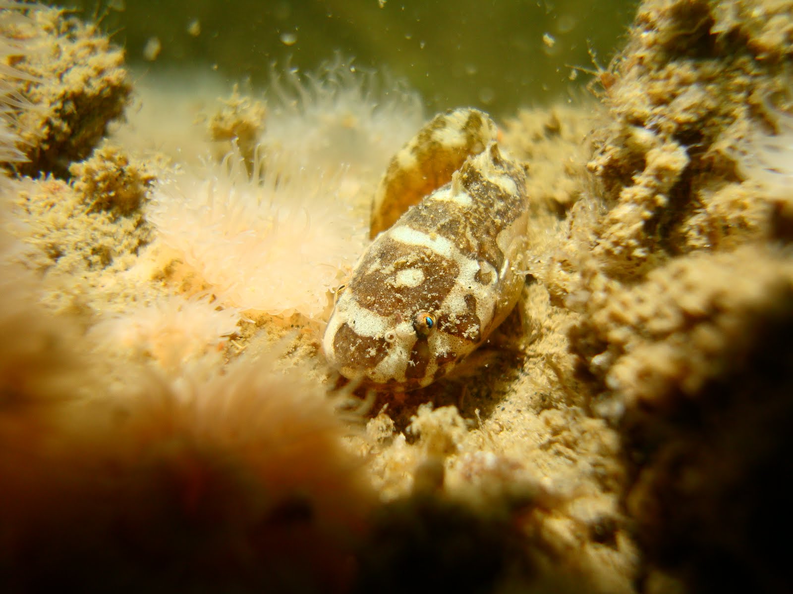 dishoekduikers 2014: 2010-07-03 Onderwaterfoto's van het duiken op het ...