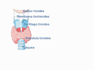 Cirurgia Geral: Tiroidectomia total