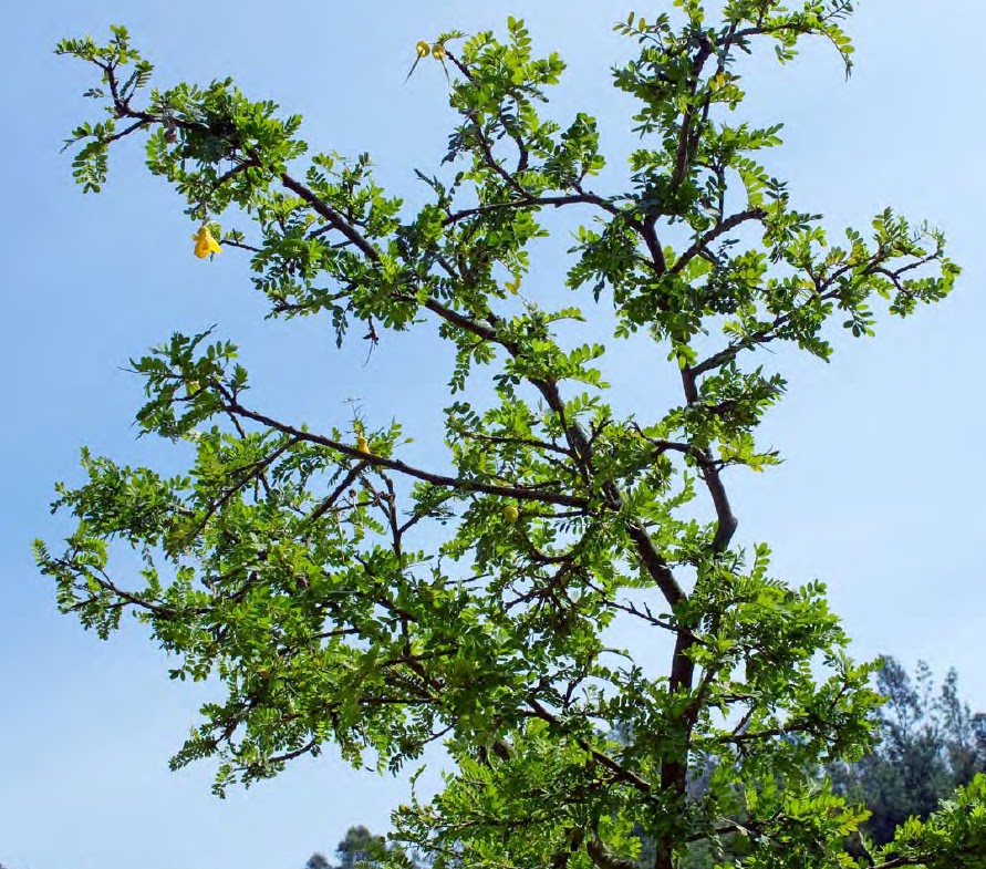 especies chilenas: El Toromiro (Sophora toromiro)