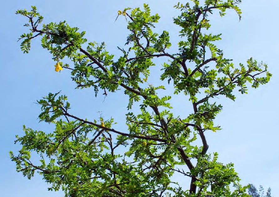 especies chilenas: El Toromiro (Sophora toromiro)