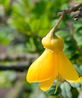 especies chilenas: El Toromiro (Sophora toromiro)
