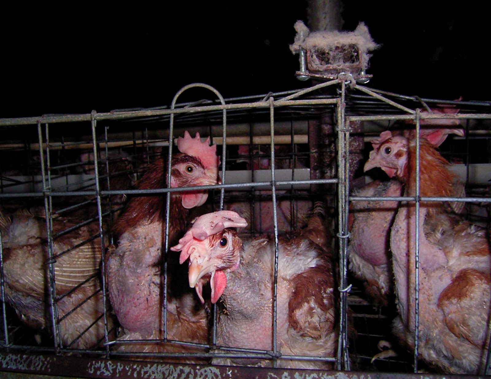 Filosofía Vegana: La tortura de la explotación animal