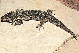 Save The Island Night Lizards