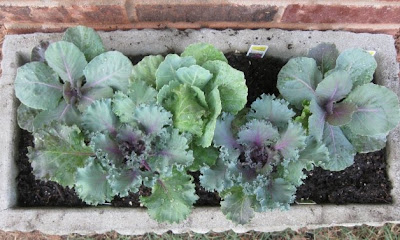 First A Dream: Kale - Decorative and Edible + Garden Party