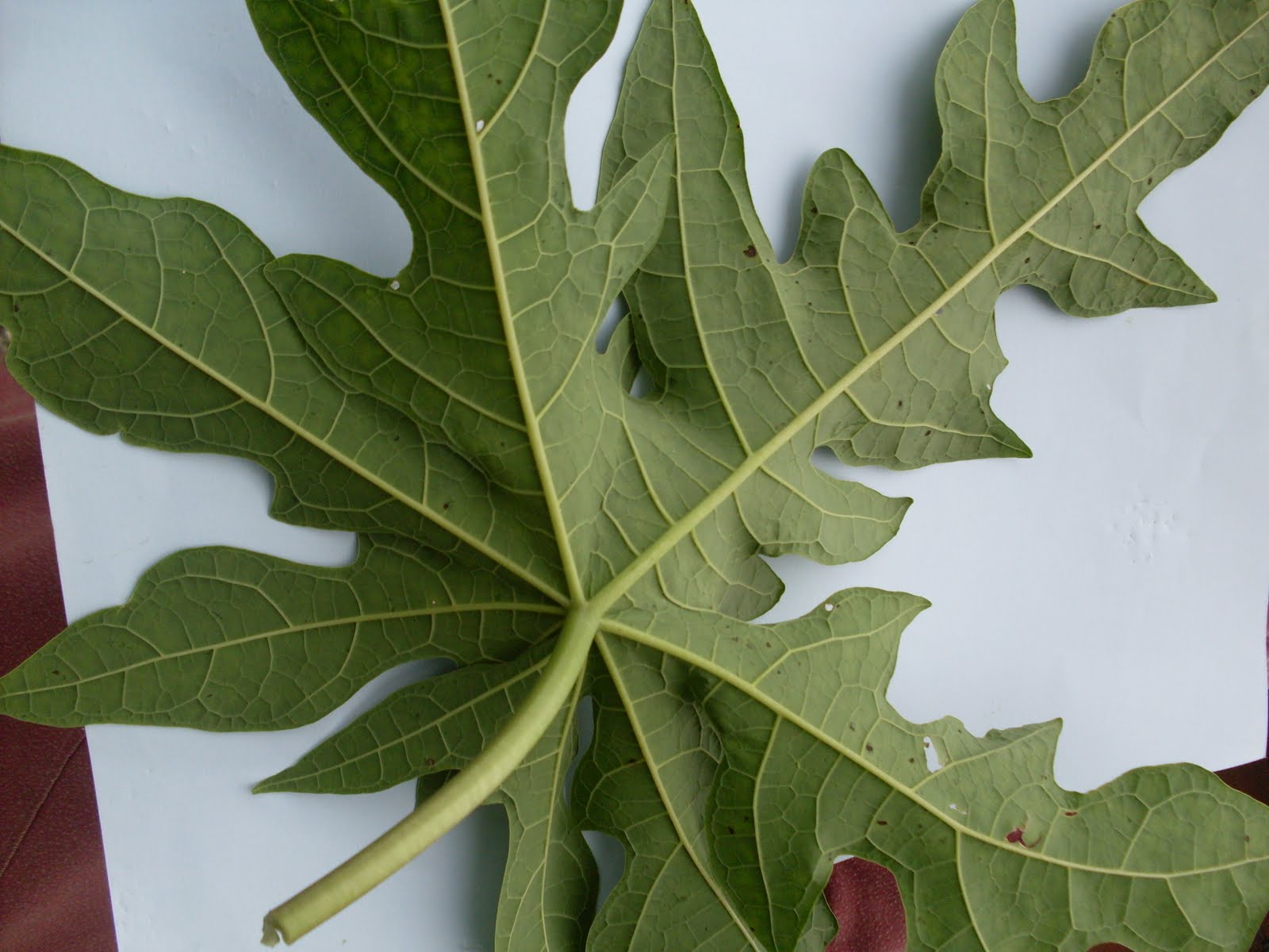 plantasalimenticias: papayo