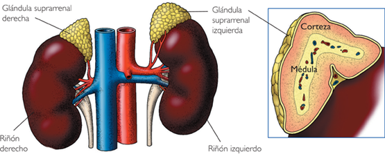 Embriologia: Glândula Supra-renal