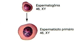 Embriologia humana