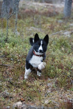 Uusi pentu - WWW.PYSTYKORVA.INFO