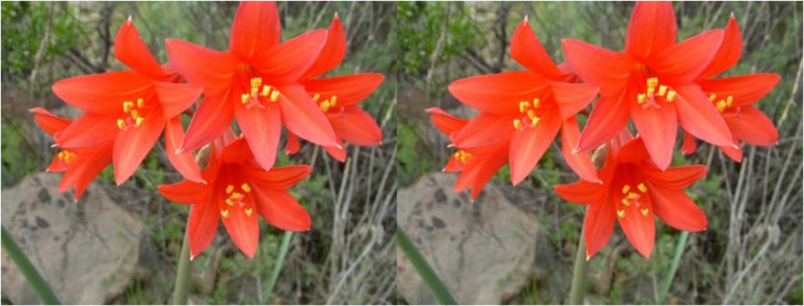 Leyendas de Monte Patria: La Añañuca