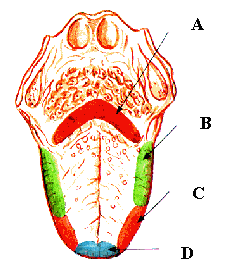 Sistema Sensorial: As Quatro Sensações Gustativas-Primárias