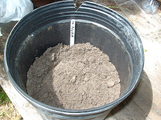 A Yard In Fort Pierce: Pandanas utilis ( Screw Pine ) Seed Germination ...
