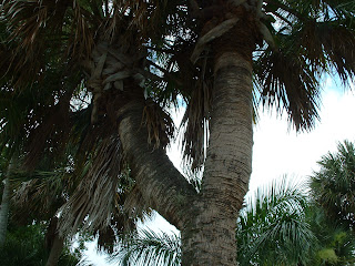 A Yard In Fort Pierce: Double Headed Cabbage Palm Tree