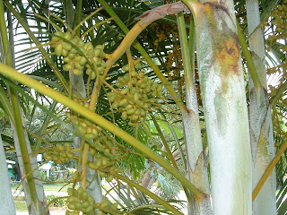 A Yard In Fort Pierce: Eureka!! Areca Palm Tree Seeds