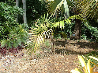 A Yard In Fort Pierce: Red Feather Palm Tree : The Transplant