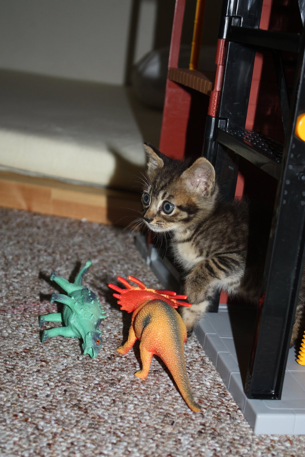 Bumble Bee Juice: A Kitten Named Banzai