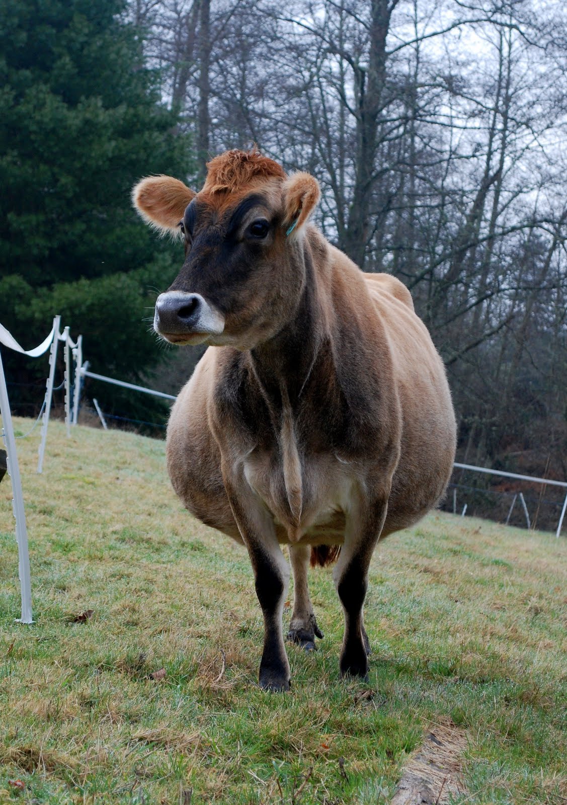 Feral Feast: Happy Cows