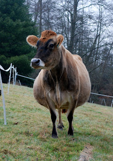 Feral Feast: Happy Cows