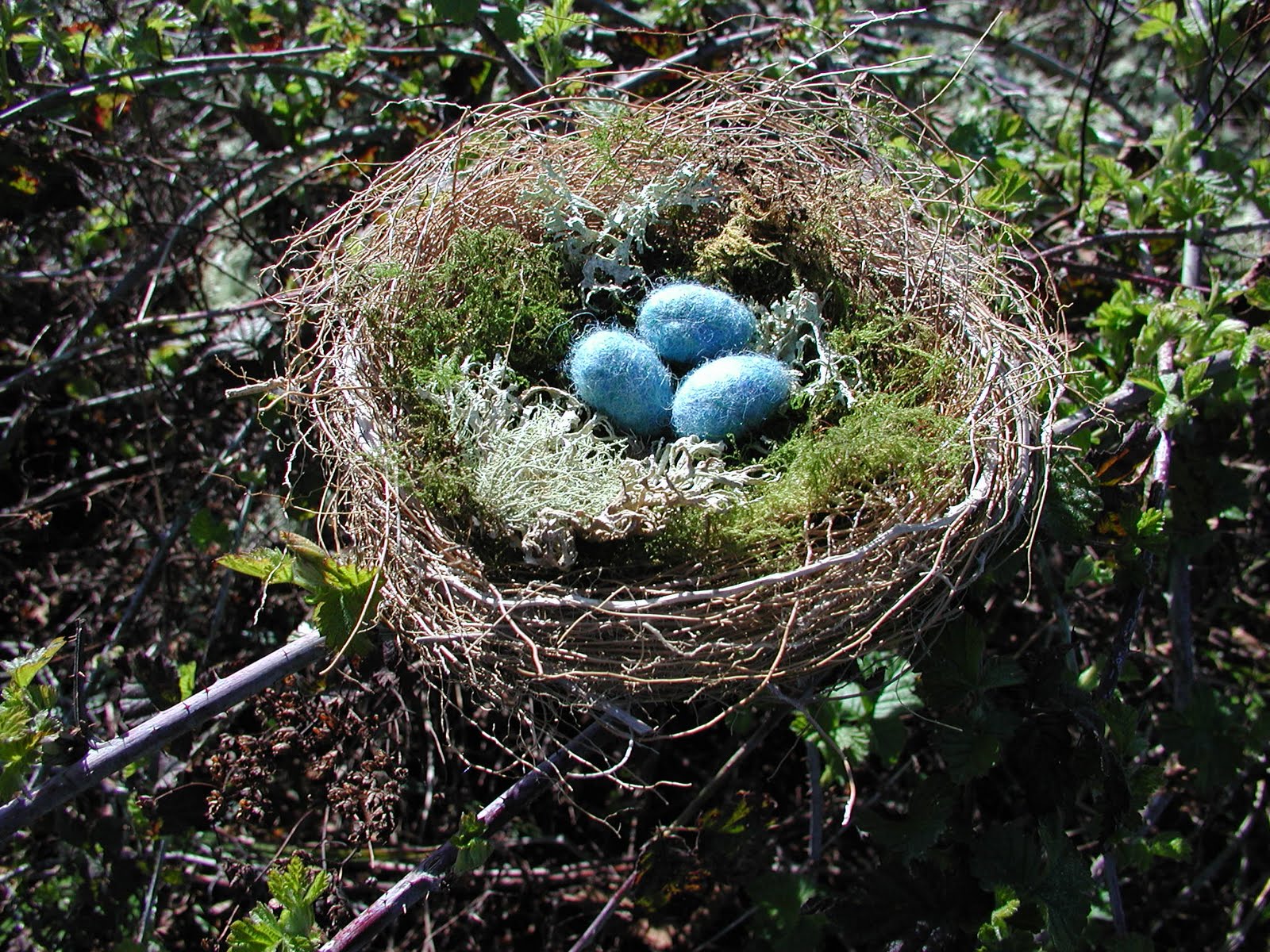 Building a Nest - A Mountain Hearth