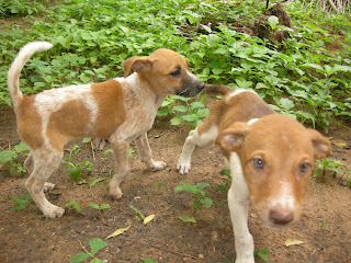 The Dog Reporter©: Jambo! In search of Kenyan Dogs