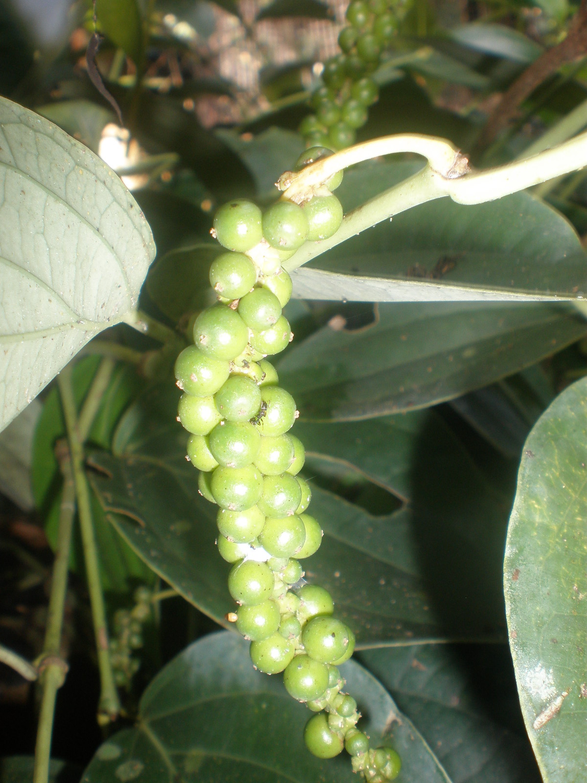 4fn1mf-family: Pokok Lada Hitam idaman kalbu....