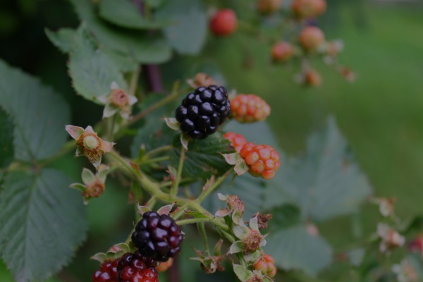 Reflections of katlupe: In Search Of The Wild Thorns - Black Raspberry