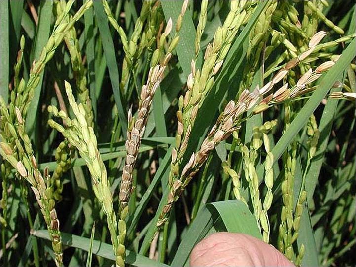 PANICLE BLIGHT, RICE - MALAYSIA: (PENANG)
