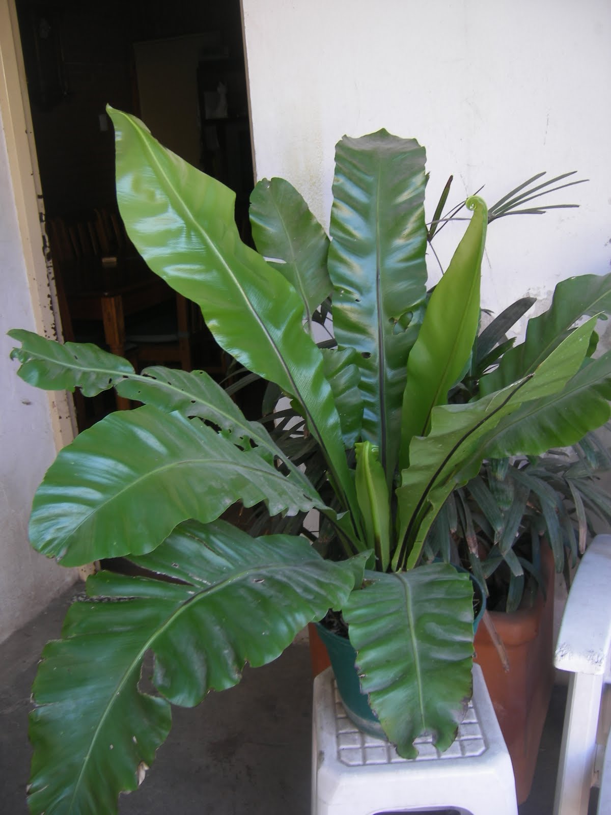 MI JARDÍN: HELECHO NIDO DE AVE ( Asplenium)