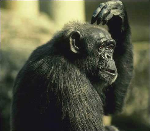 Şcoala Gimnazială "Dr. Bernády Győrgy", Tîrgu Mureş: Reflectiile unei ...