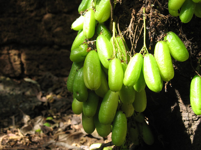January 2007 | THE BOHEMIANS!