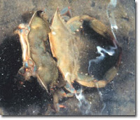 Blue Crab: Molting