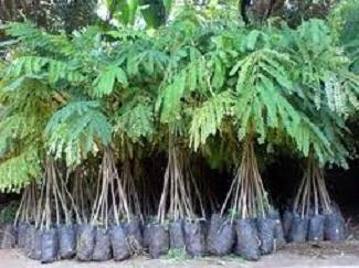 ALAM HIJAU: Melestarikan Alam Dengan Menanam Albasia