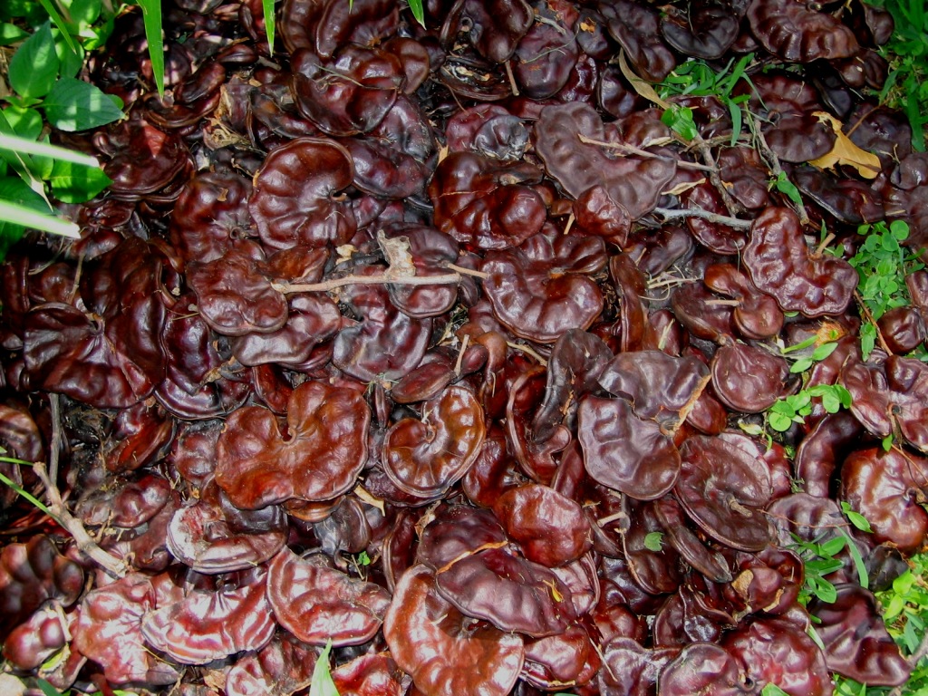 Saborearte entusiasma: Parotas o Huanacaxtles