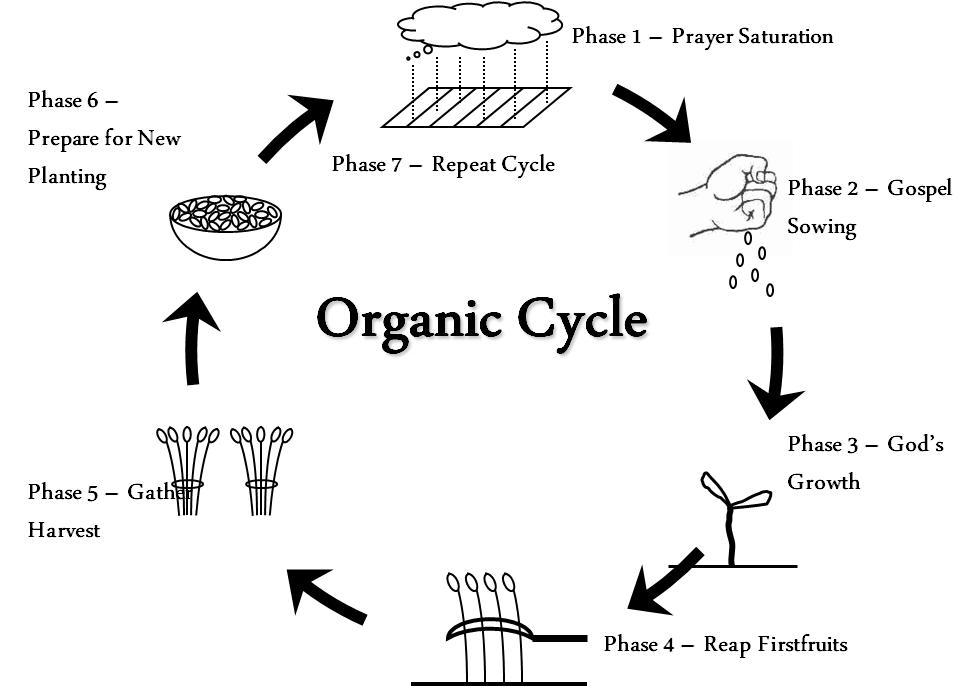 Fellowship Project: Organic Cycle